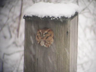 I can totally make that: Wishlist Wednesday: an owl box