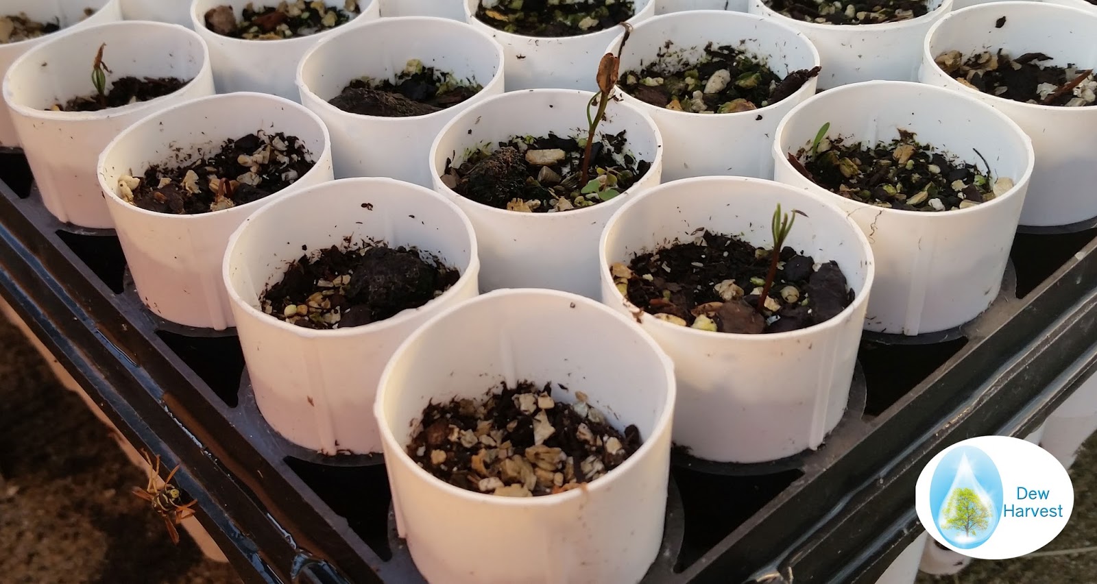 tomato plant: Growing Giant Sequoia Trees From Seed