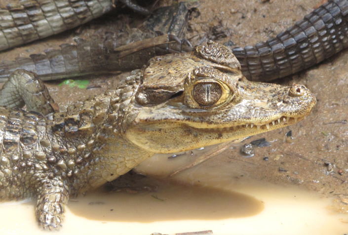 Cães e gatos e animais de estimação: O Babilla