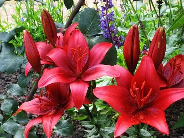 PARADISUL VERDE...: CRINI IMPERIALI - WEEKEND PLĂCUT TUTUROR VĂ DORESC!