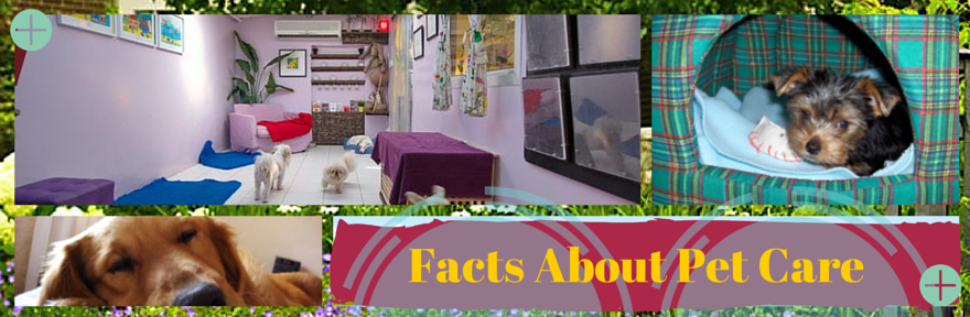 Facts About Pet Care facts-about-pet-care