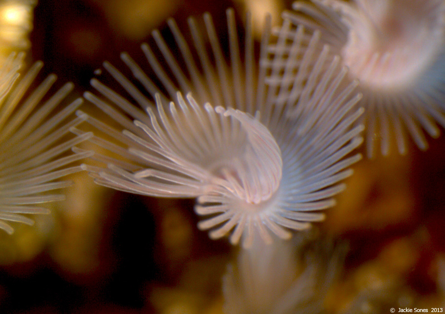 The Natural History of Bodega Head: My, what a nice lophophore you have!