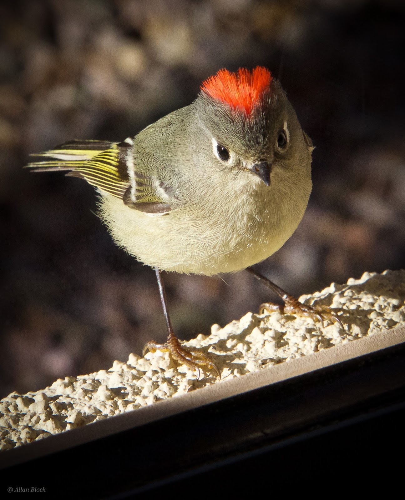Feather Tailed Stories: Ruby-crowned Kinglet