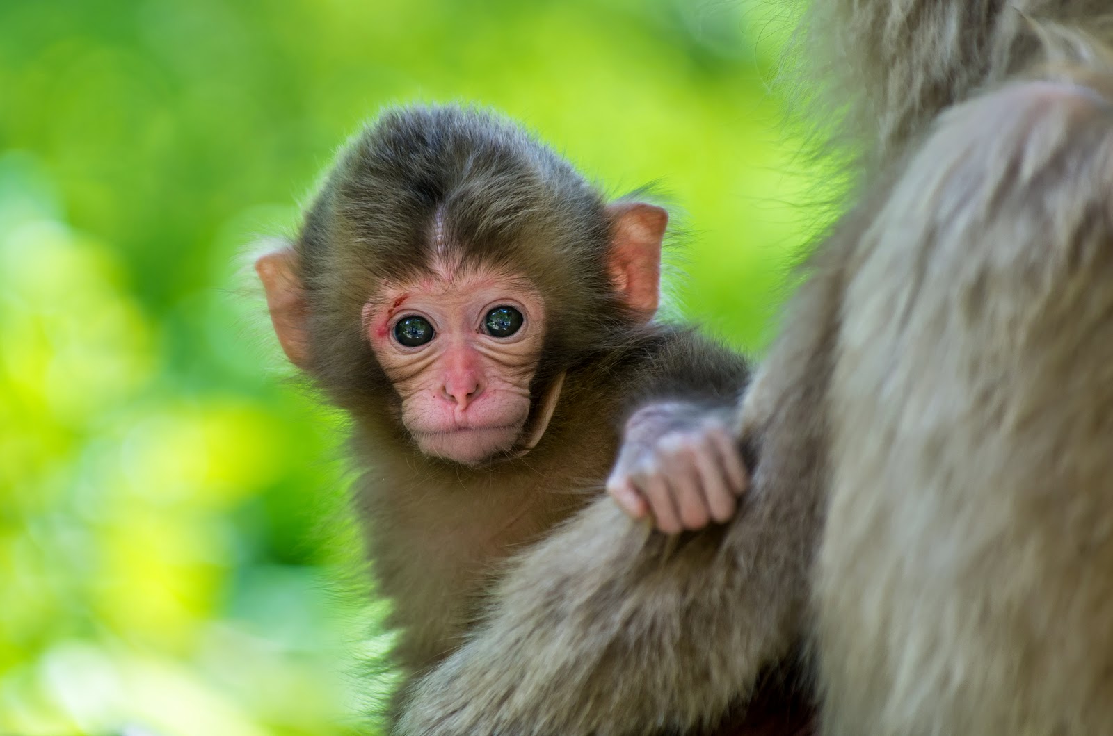 Top 52 Most Cute And Innocent Monkey Wallpapers In Full HD | HDmasha