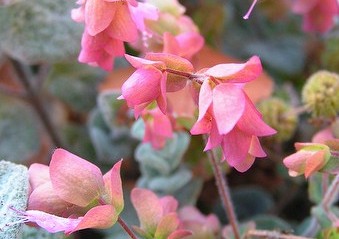 Growing Hermione's Garden: Origanum dictamnus - Dittany of Crete