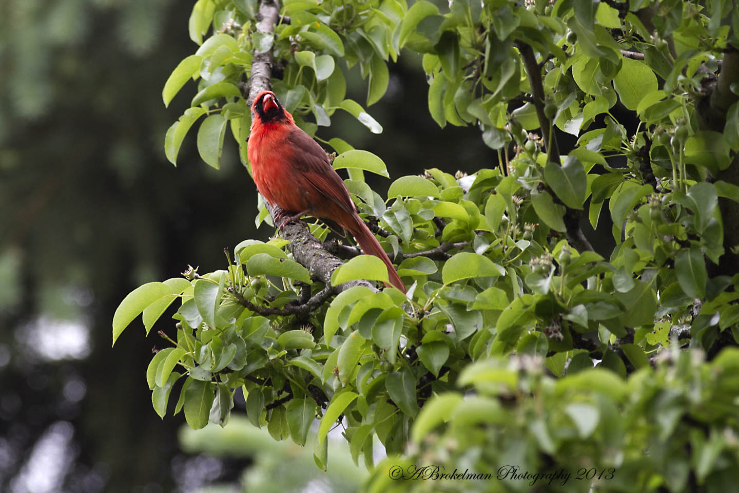 Ann Brokelman Photography: Northern Cardinal - male female and a newly ...