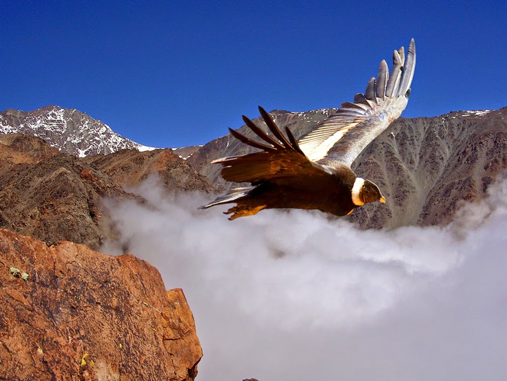 Conocimiento Ambiental : El Cóndor de los Andes