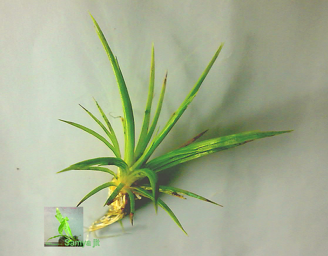 NATIVE AQUATIC: Eriocaulon sp(WB)