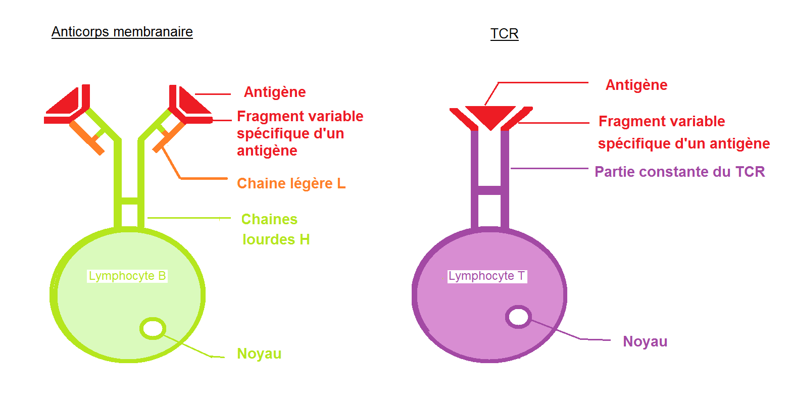 Ça pique, c’est bénéfique !: La réaction immunitaire