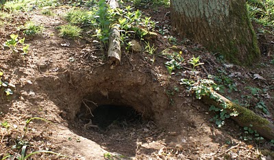 Science in the woods.: All you need to know about badger setts