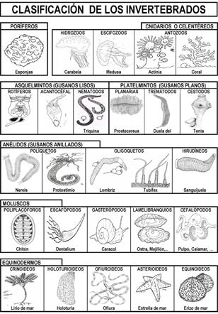 Fichas para primaria: Clasificación de los invertebrados