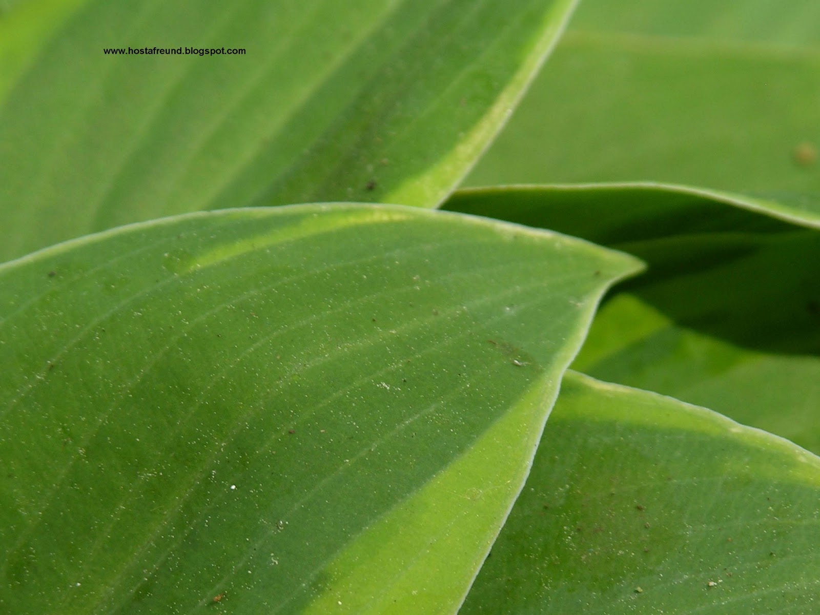 Hosta - Funkie - Meine Funkiensammlung und mein Garten.: Hosta Abby