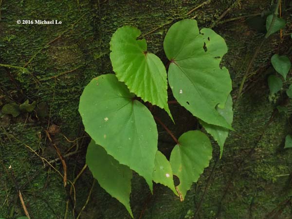 The rainforests of Borneo & Southeast Asia: Camping in interior of ...