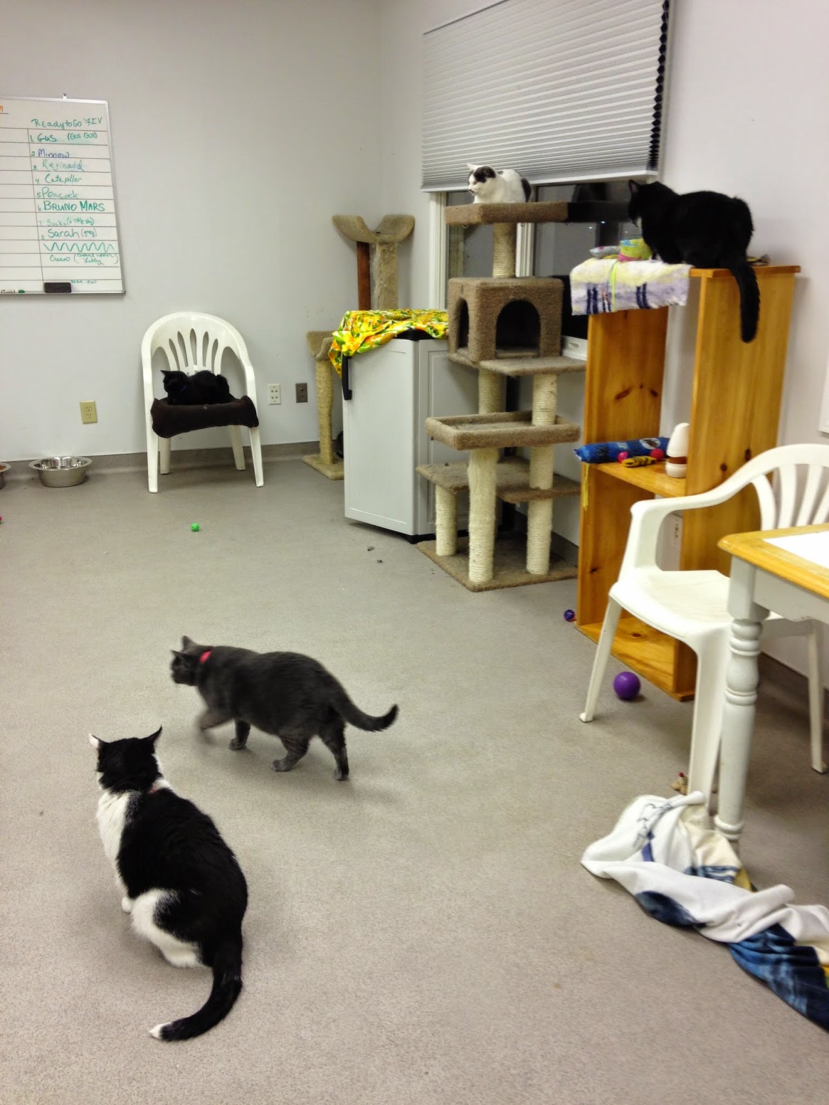 Ten Lives Club Cat Adoption Group: HAPPY 14TH BIRTHDAY TEN LIVES CLUB!