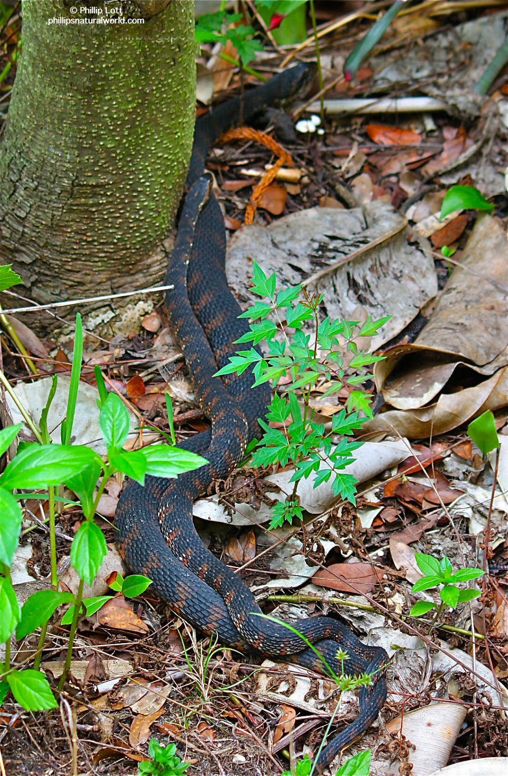 Florida Banded Water Snake | Phillip's Natural World