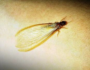 Laron - Kata adalah mantra