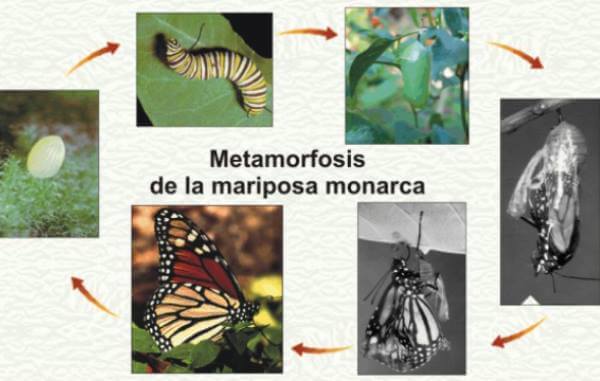 Desarrollo y fases de crecimiento de la mariposa