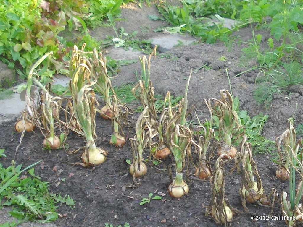 ChiliParkin Taimitarha: Jättisipuli