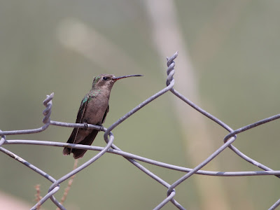 Birding Queretaro: Hummingbird Crazy