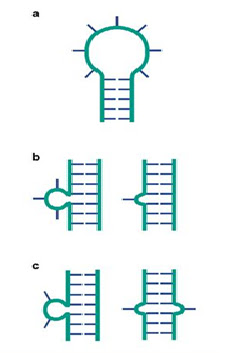 DNA Interactive:The DNA Structure: Double Helix RNA Chains