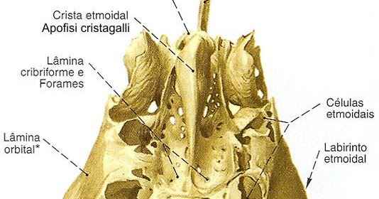 Medinfo.com : Hueso Etmoides