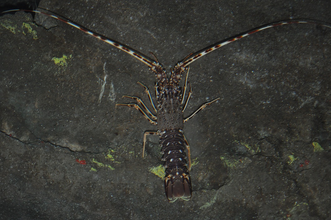 ZOOTOGRAFIANDO (6.096 ANIMALS): LANGOSTA VERDE (Palinurus regius)
