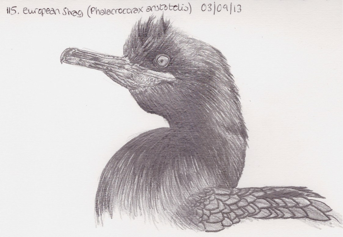 Learn.Draw.BIRD.: 115. European Shag (Phalacrocorax aristotelis)