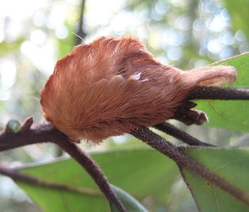 Cerita Asyik: Unik, Ulat Bulu Berbulu Kucing