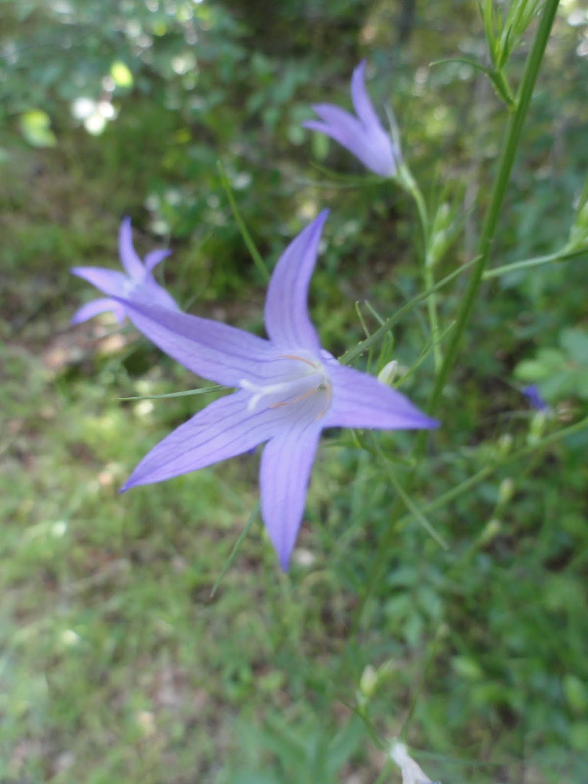 Frumusetile naturii: Clopotei (Campanula rapunculus)