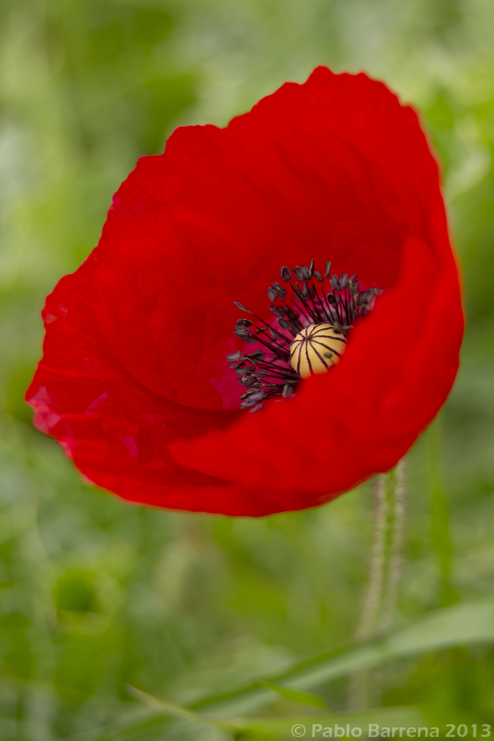 Naturaleza y ornitología: Amapola silvestre Papaver rhoeas