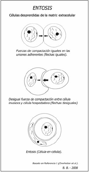 nativos-uamitosxochimilcas: ¿Canibalismo celular o entosis?