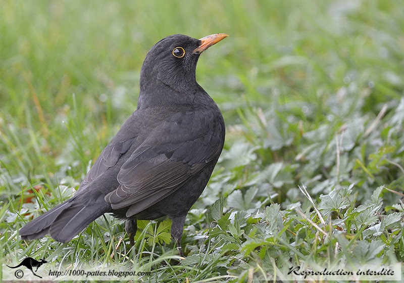 WILDLIFE GATEWAY: Apparition du Merle