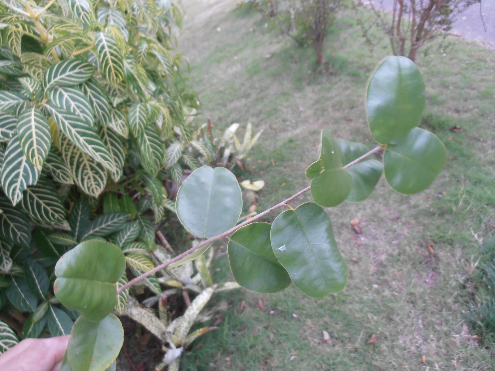 Flora de Puerto Rico Ilustrada Papo Vives: RHAMNACEAE Reynosia ...