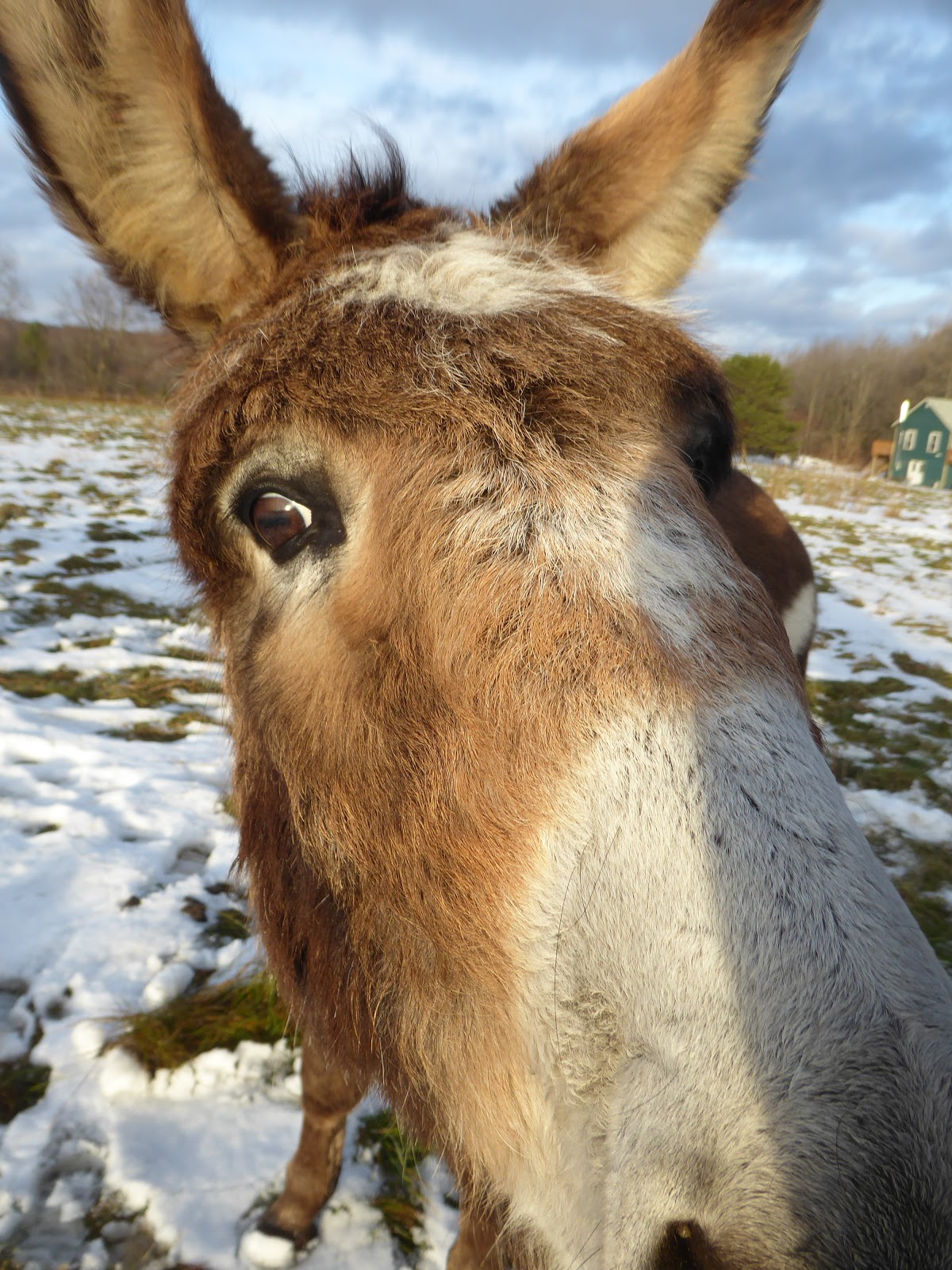 The Dancing Donkey: 2018