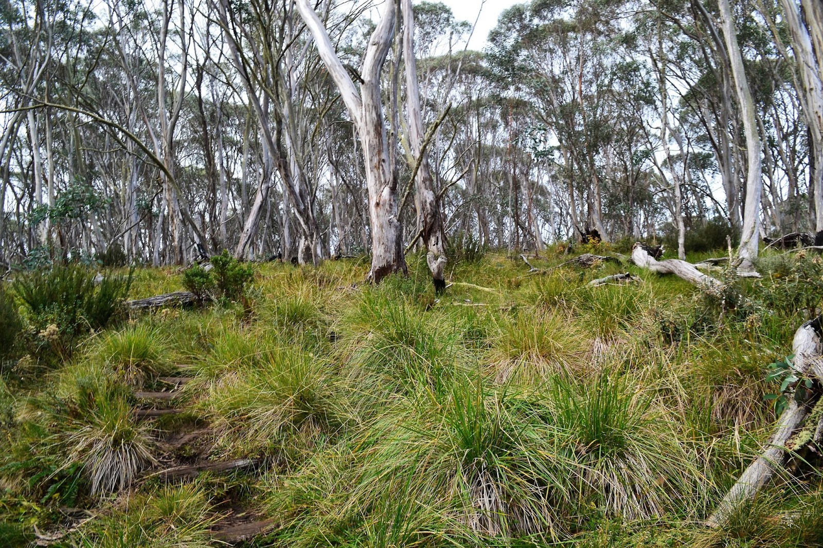 Goin' Feral One Day At A Time: Dinner Plain to Precipice Plain, Alpine ...