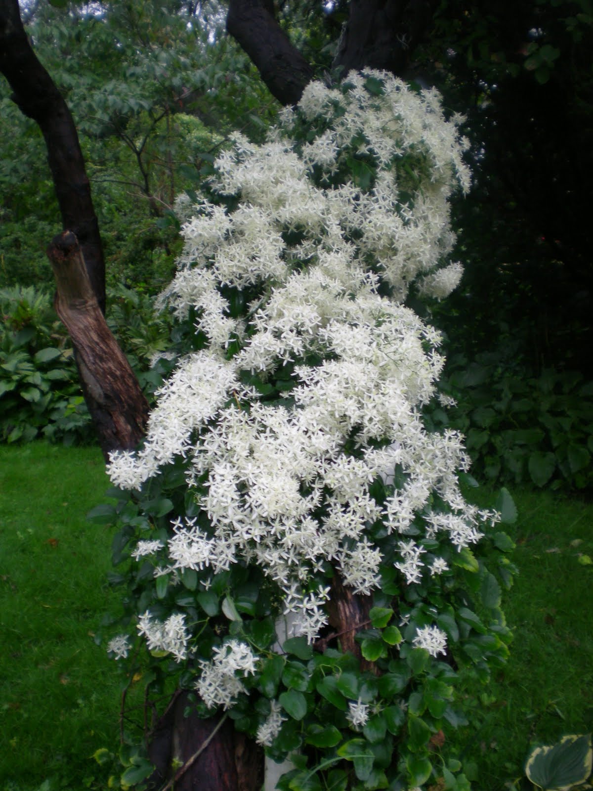 Jarvis House: Late Summer Blooming Plants in the Jarvis Garden 2011