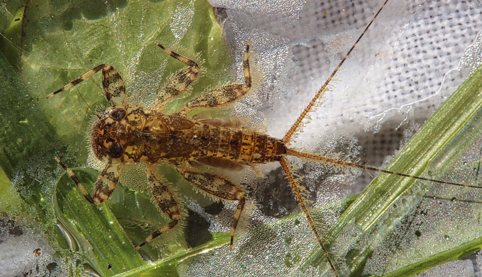 Aquatic Insects of Central Virginia: Fairly common -- but what a ...