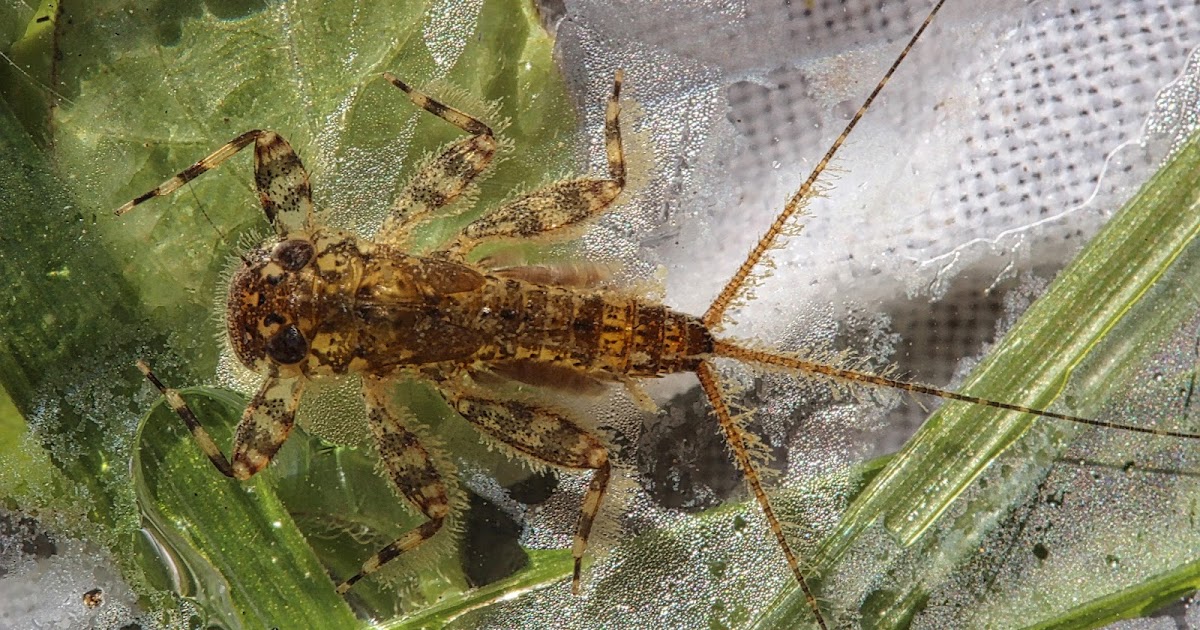Aquatic Insects of Central Virginia: Fairly common -- but what a ...