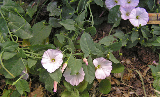 Maleza de Hoja ANCHA ~ Agronutrientes