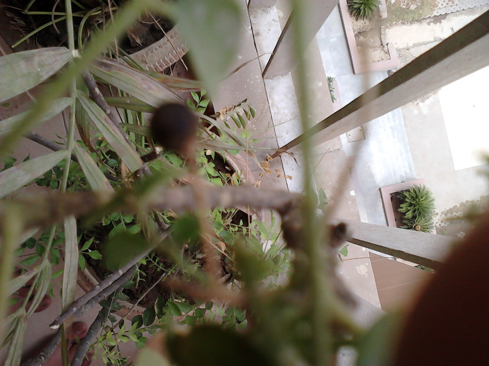 How To Grow A Neem Plant In A Pot at Modesto Kellogg blog