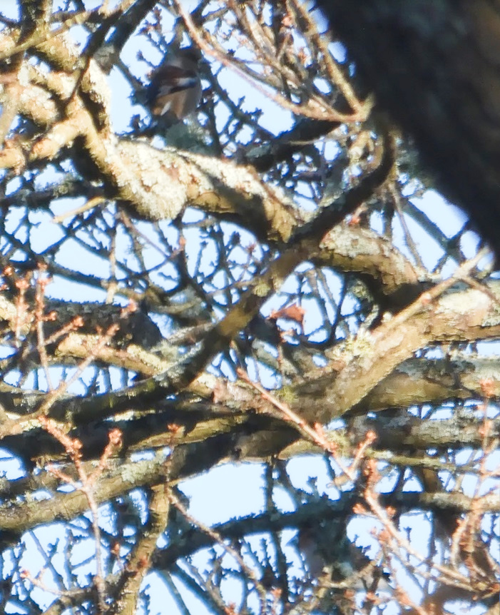 IOW birds and nature: Parkhurst Forest - hawfinch
