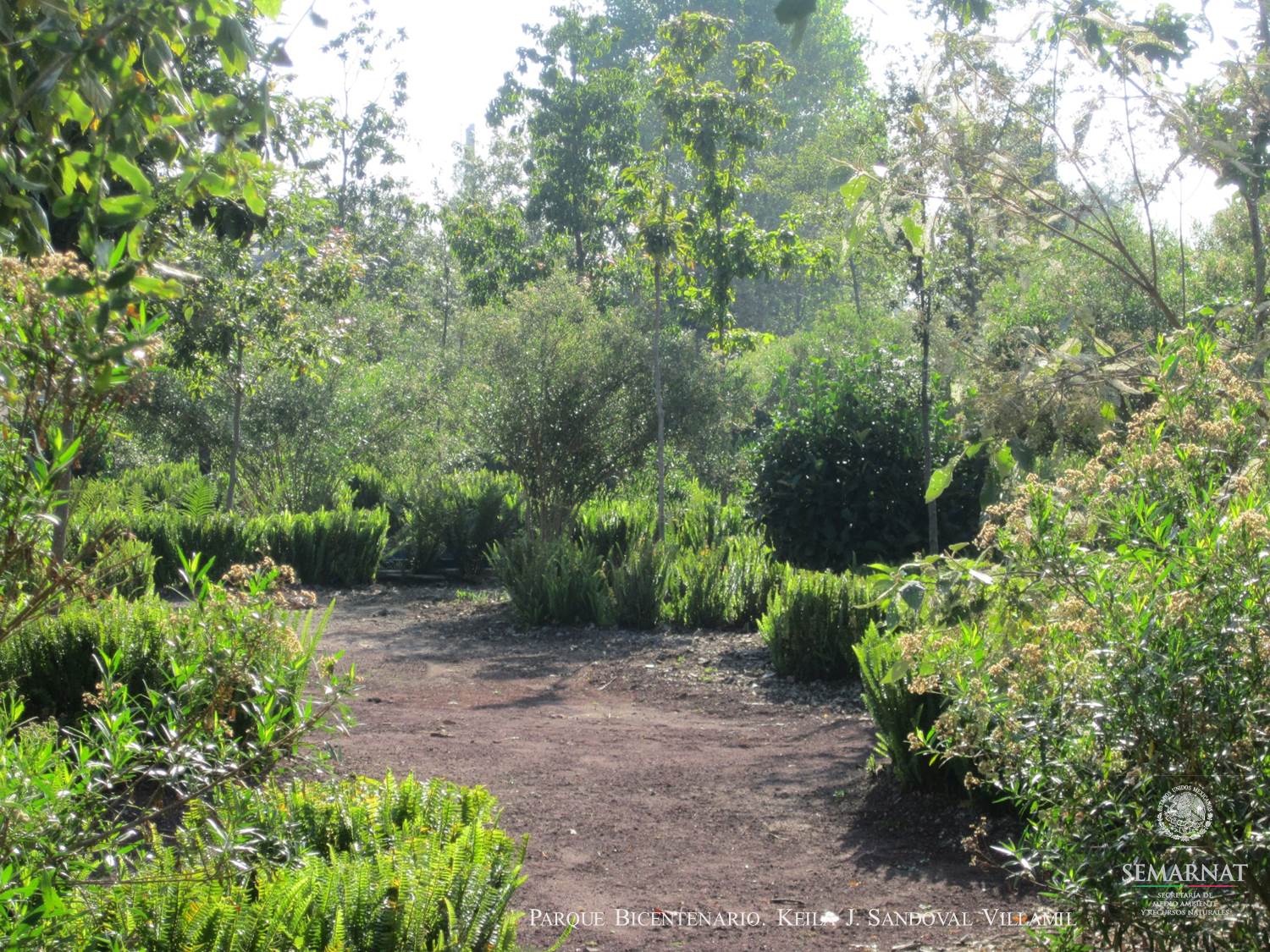 BiOjUnKiEs: Bosque de pino-encino en Puebla