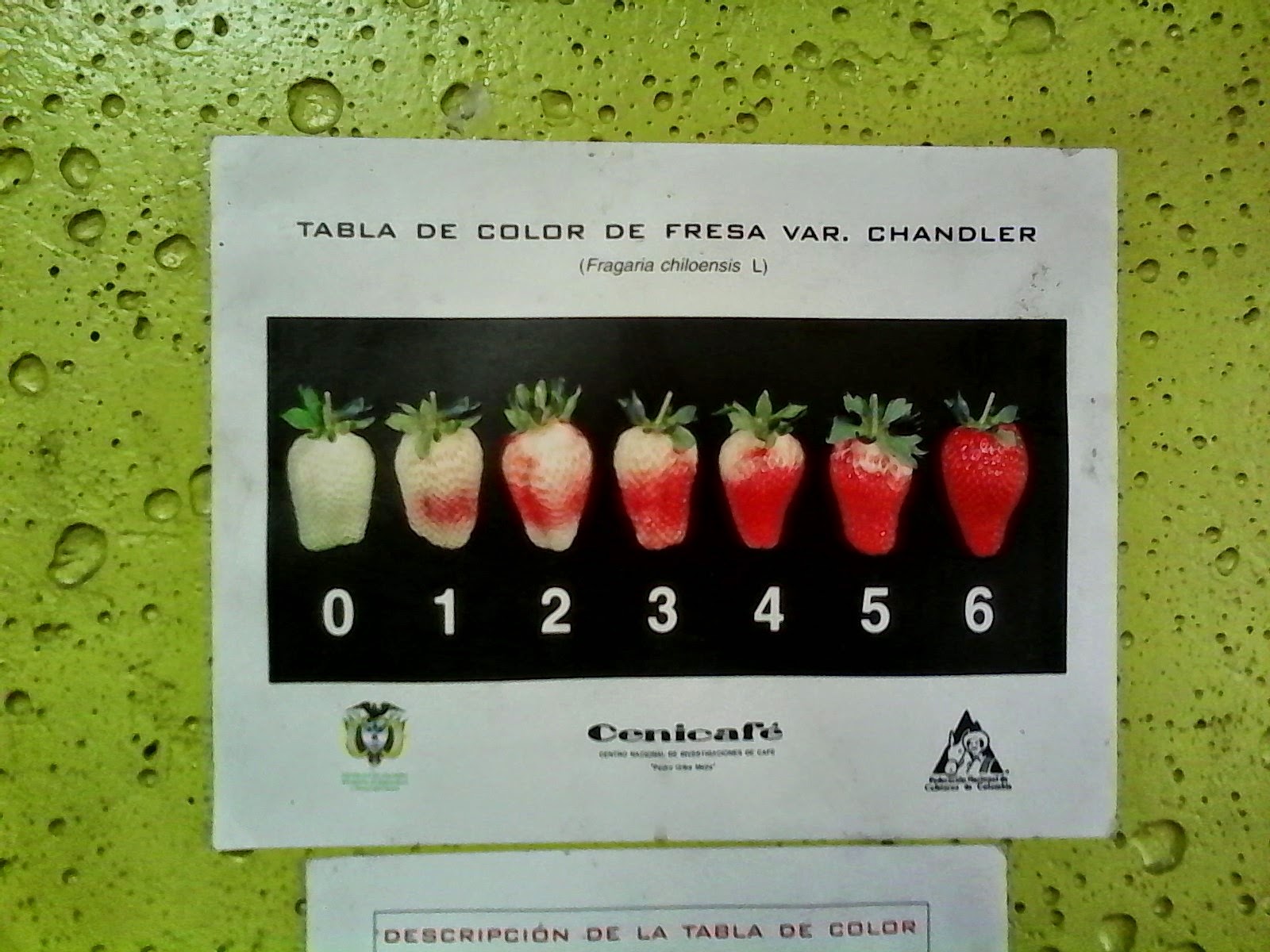 PROYECTO ASOFREAGRO : TABLA DE COLOR DE FRESA