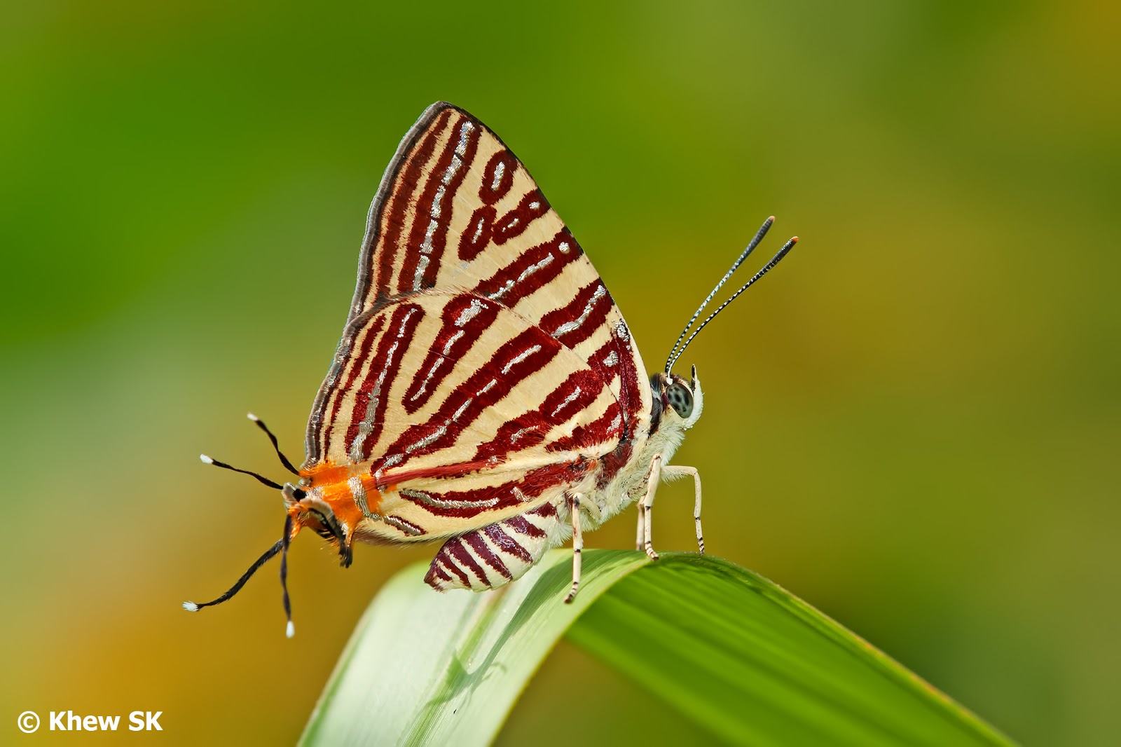 Butterflies of Singapore: Butterfly Eyespots
