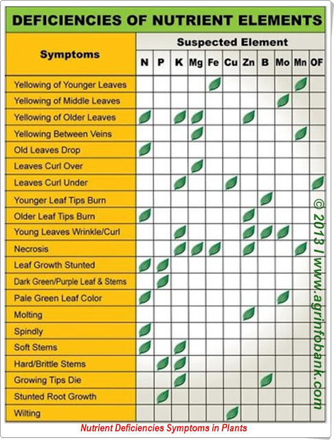 Nutrient Deficiencies Symptoms in Plants | Farming: Feed the hungry world