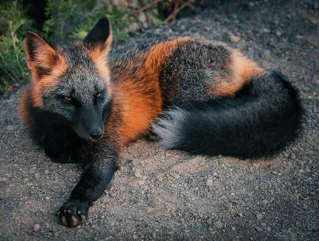 Beautiful Fox