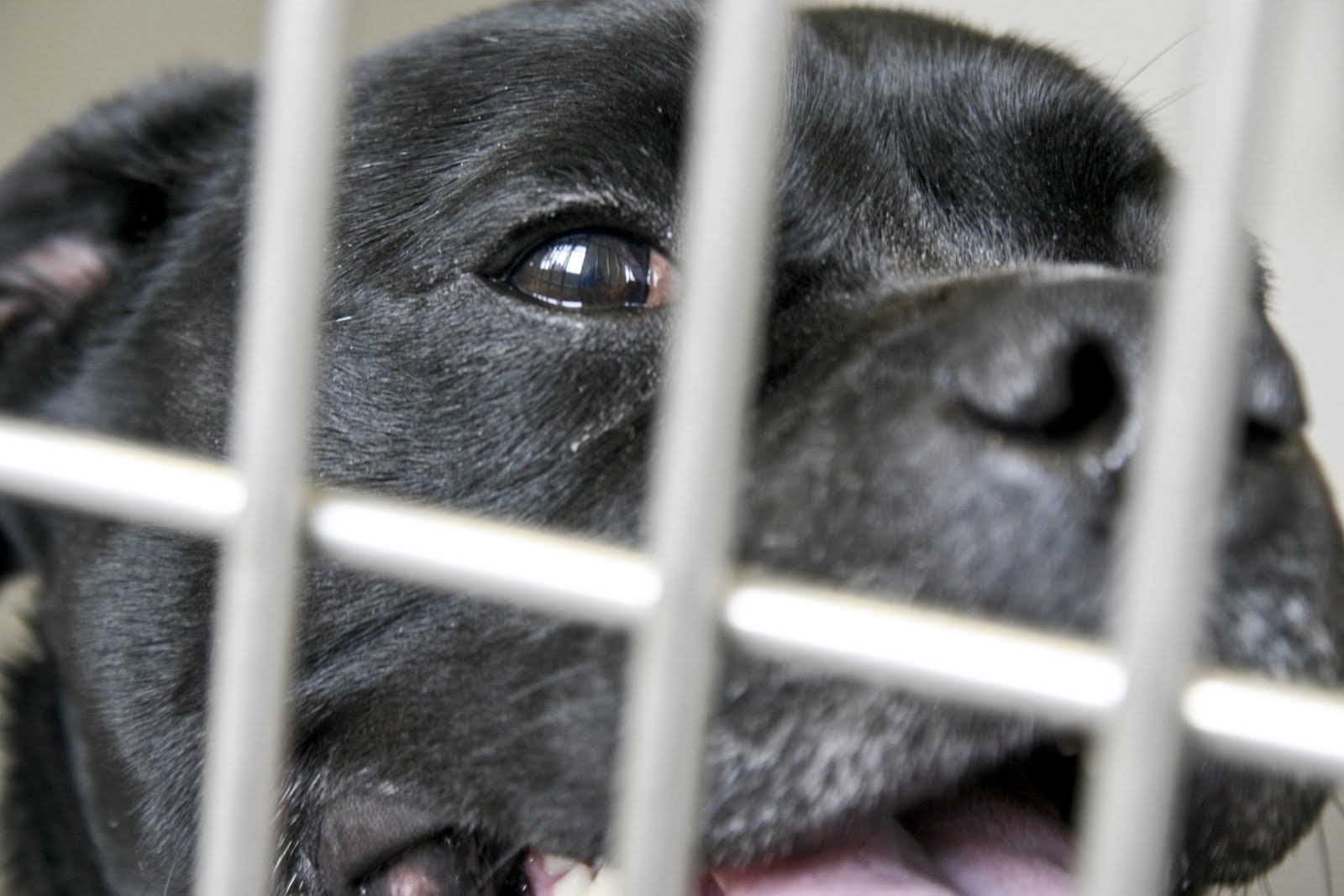 Dogs Day Out: Another Day of Volunteering at the Bangor Humane Society