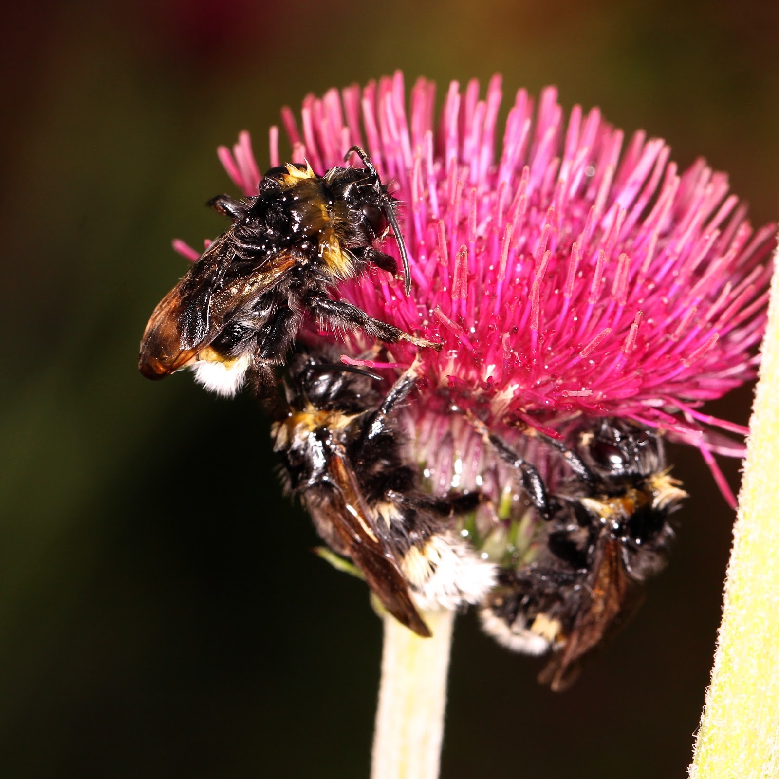 TrogTrogBlog: Homeless bees