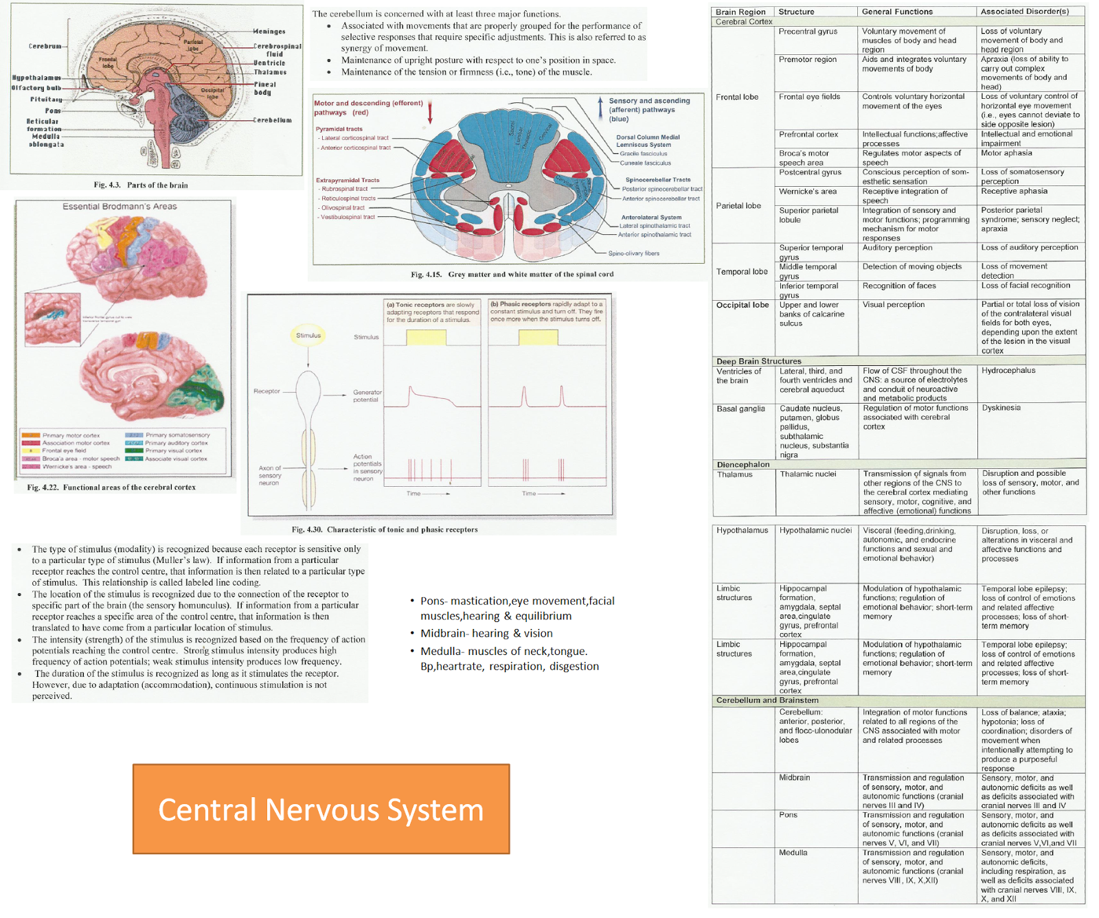 Medical Concept maps : Nervous system