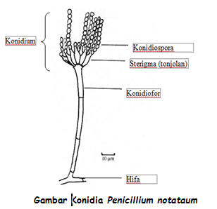 Klasifikasi jamur: Divisi Ascomycota - BELAJAR BIOLOGI